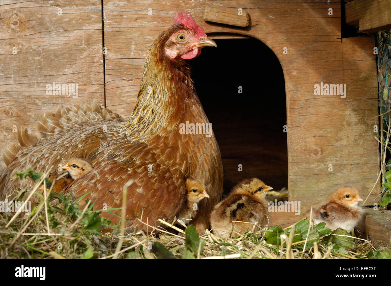 Welsummer bantam chicks hi-res stock photography and images - Alamy