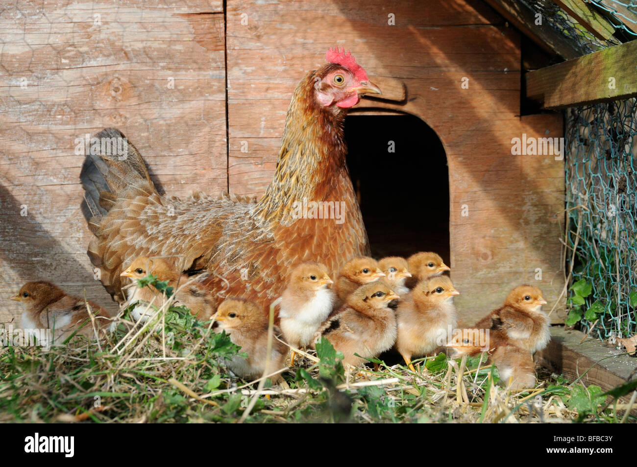 Domestic Chickens, welsummer bantam hen with day old chicks, Norfolk ...