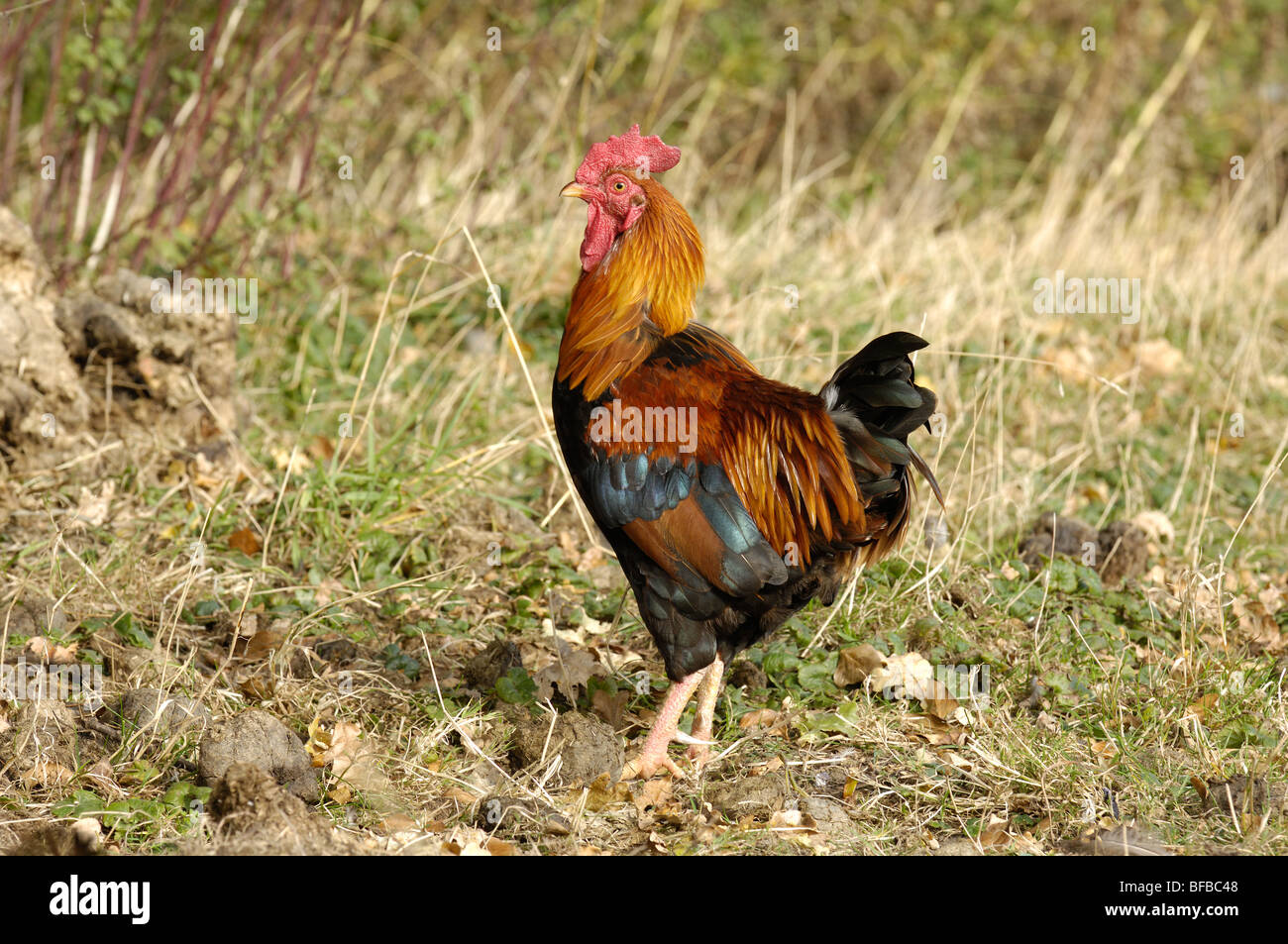Domestic Chickens, welsummer bantam cockerel, Norfolk, Uk September ...