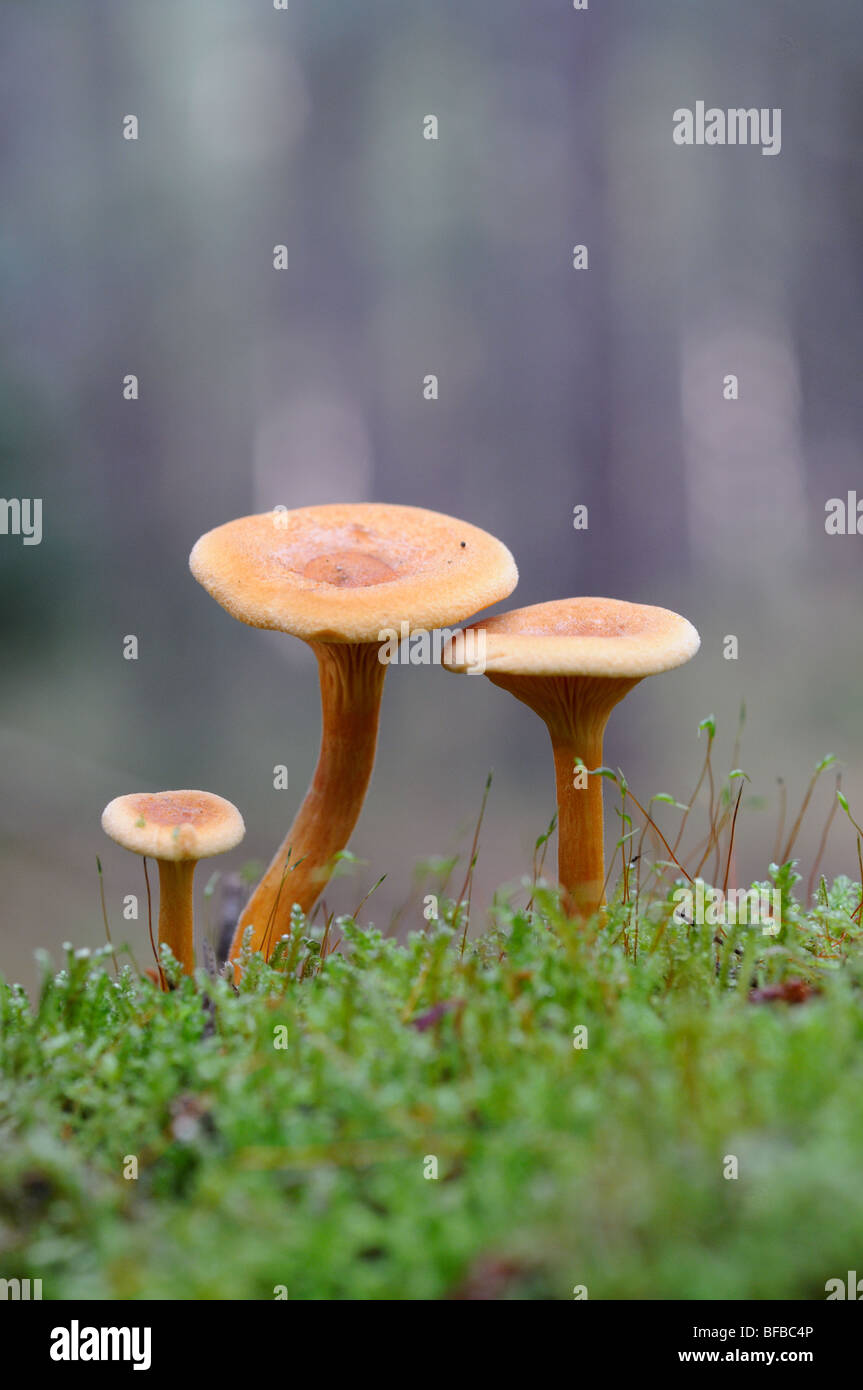 Inedible Woodland fungi, hygrophoropsis aurantiaca, growing in ...