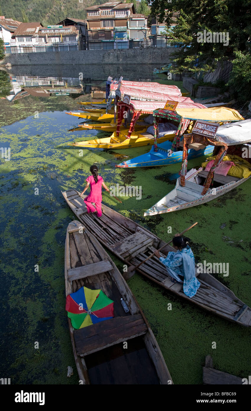 Women paddling a shikara (traditional boat). Dal Lake. Srinagar ...