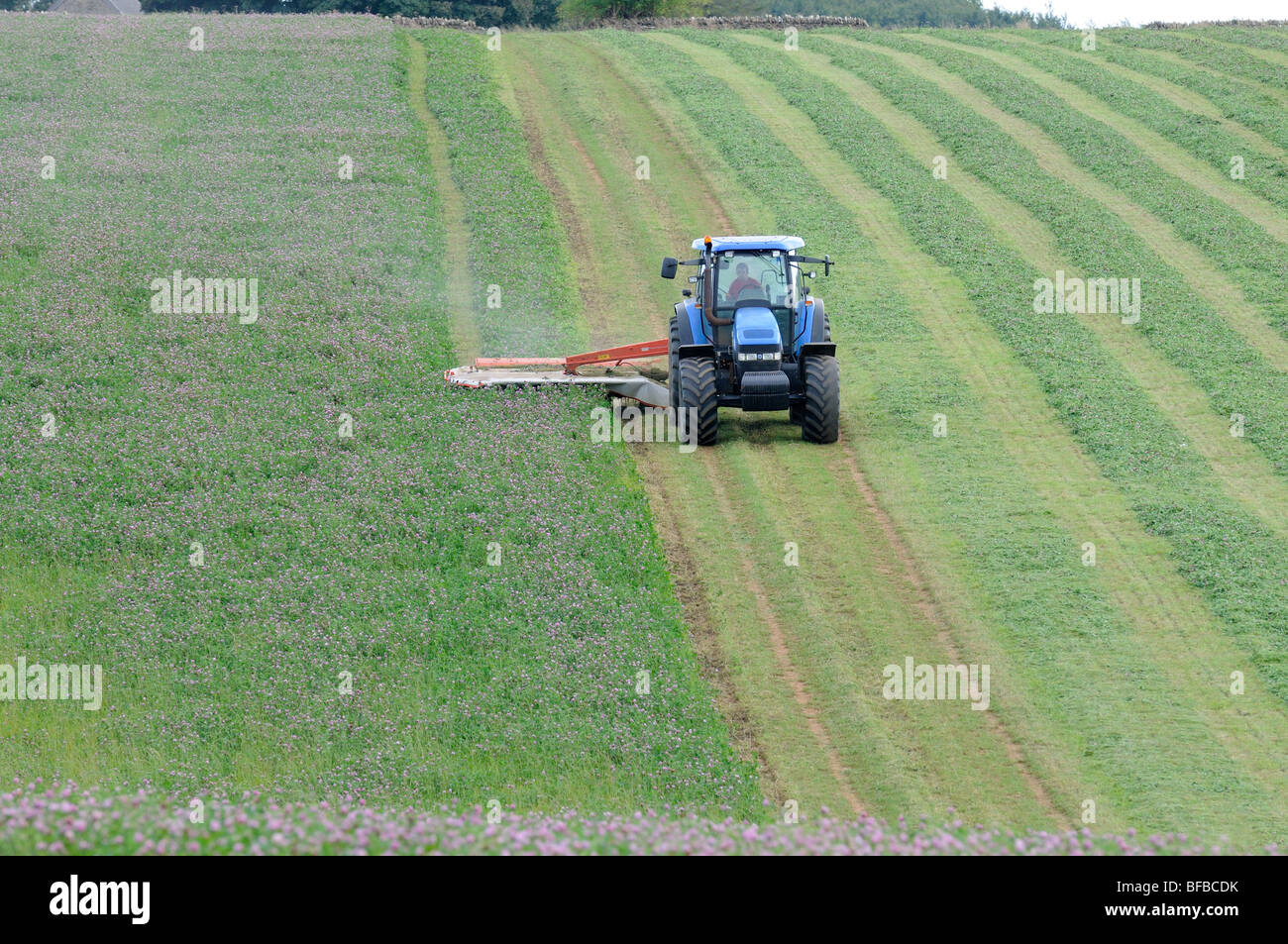 Mechanized cutting of red clover for animal haylage, Cotswolds, UK ...