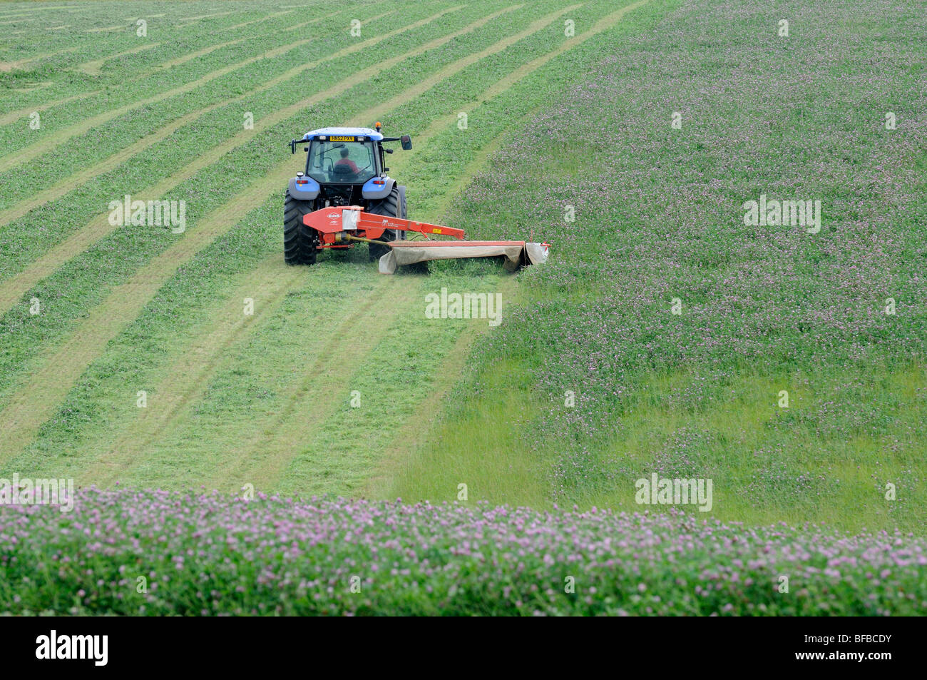 Mechanized cutting of red clover for animal haylage, Cotswolds, UK ...