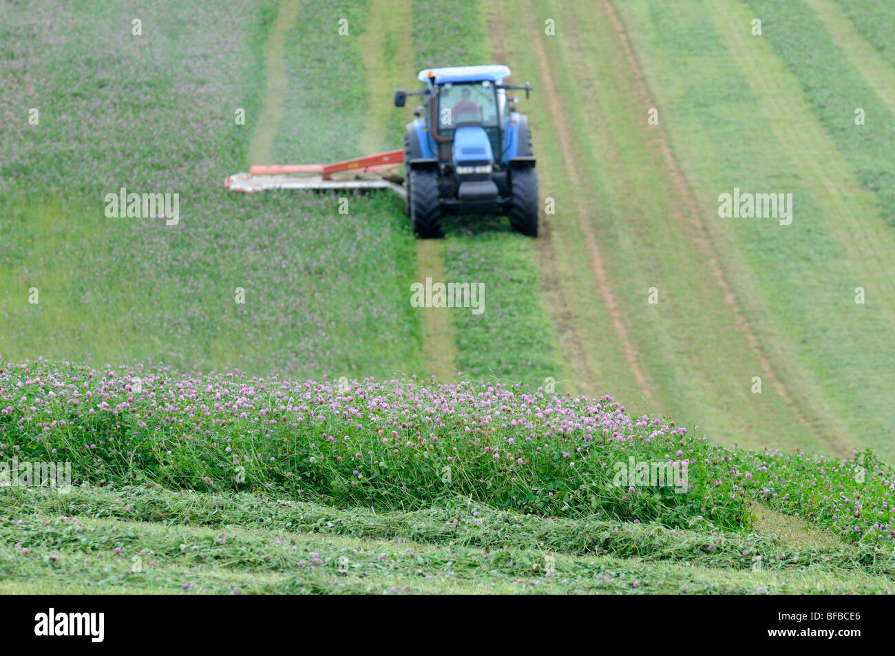 Mechanized cutting of red clover for animal haylage, Cotswolds, UK ...