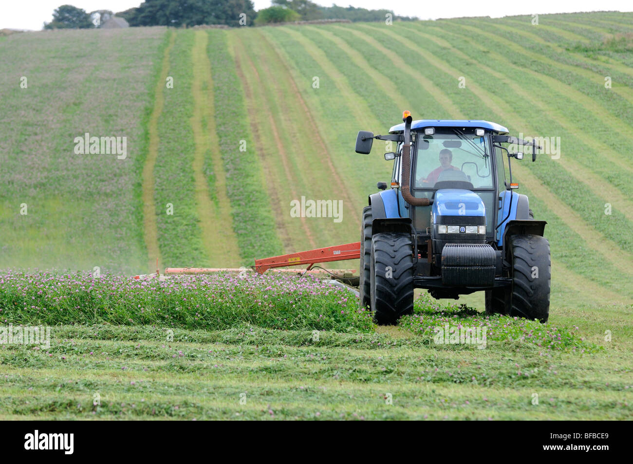 Mechanized cutting of red clover for animal silage, Cotswolds, UK ...