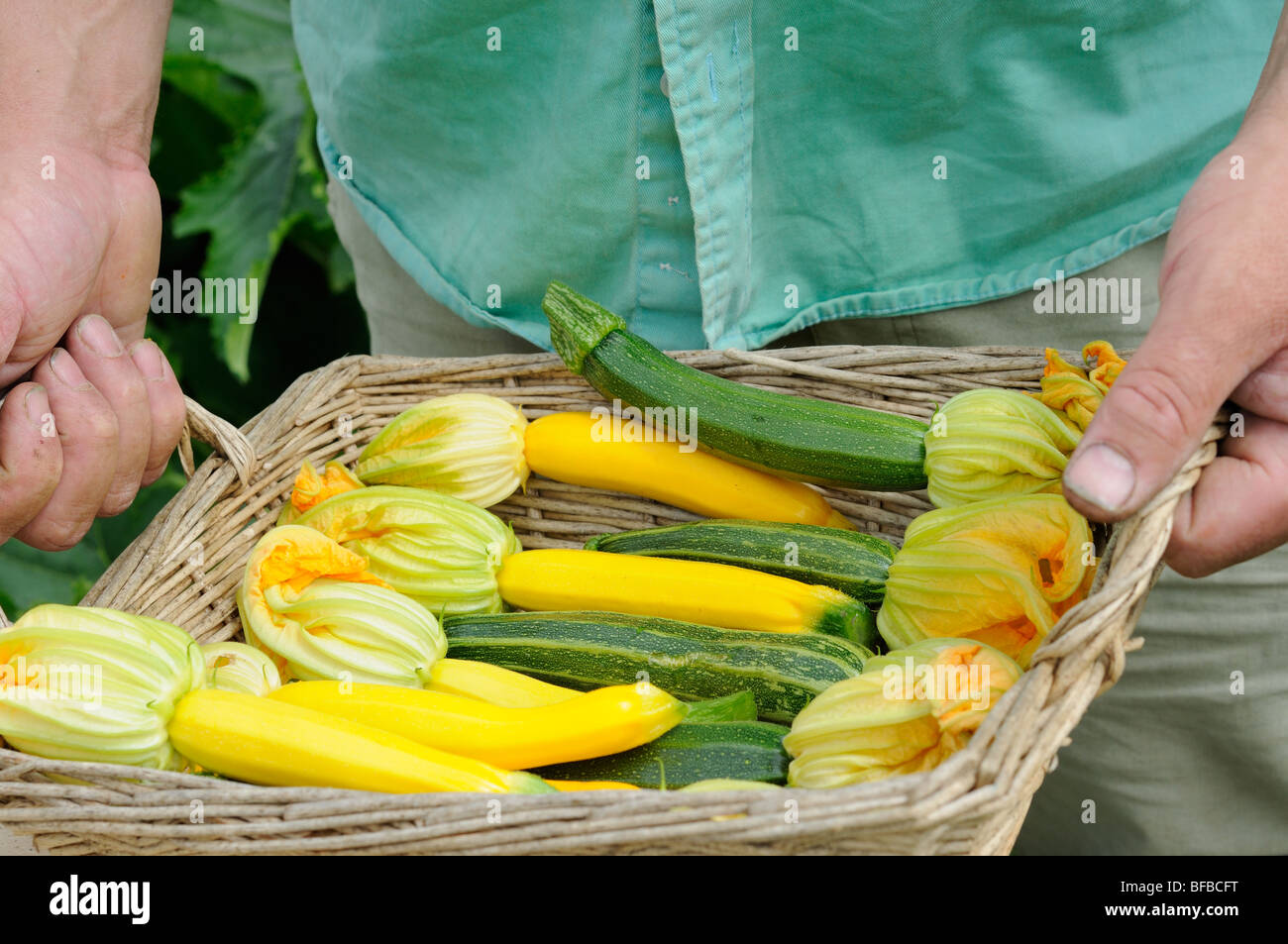 Courgette varieties hi-res stock photography and images - Alamy