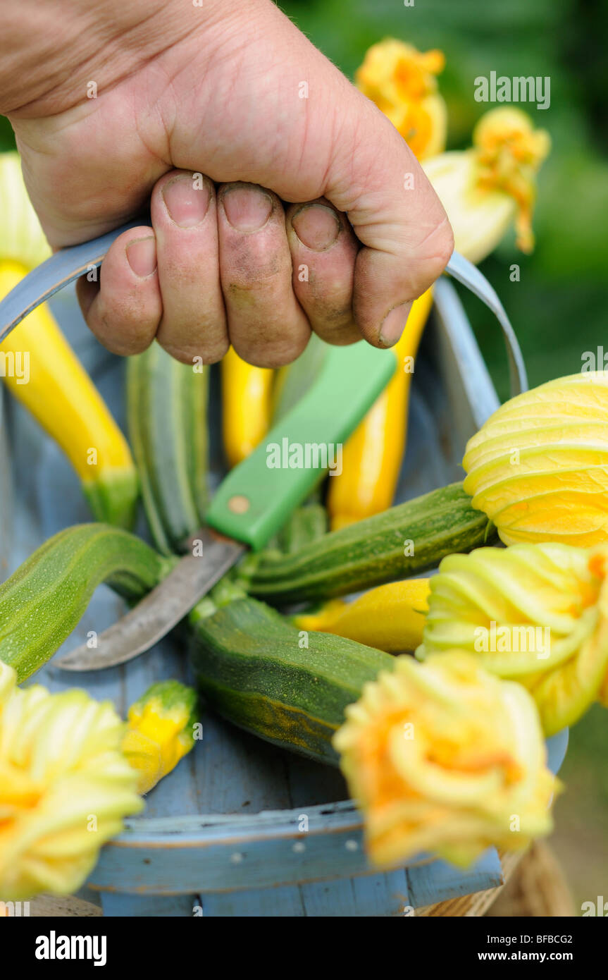 Home grown courgettes, various varieties and sizes in blue trug being ...