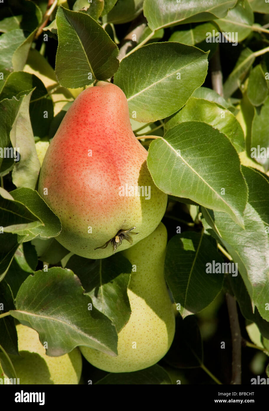 Ripe pear on bunch in light with leaf Stock Photo - Alamy