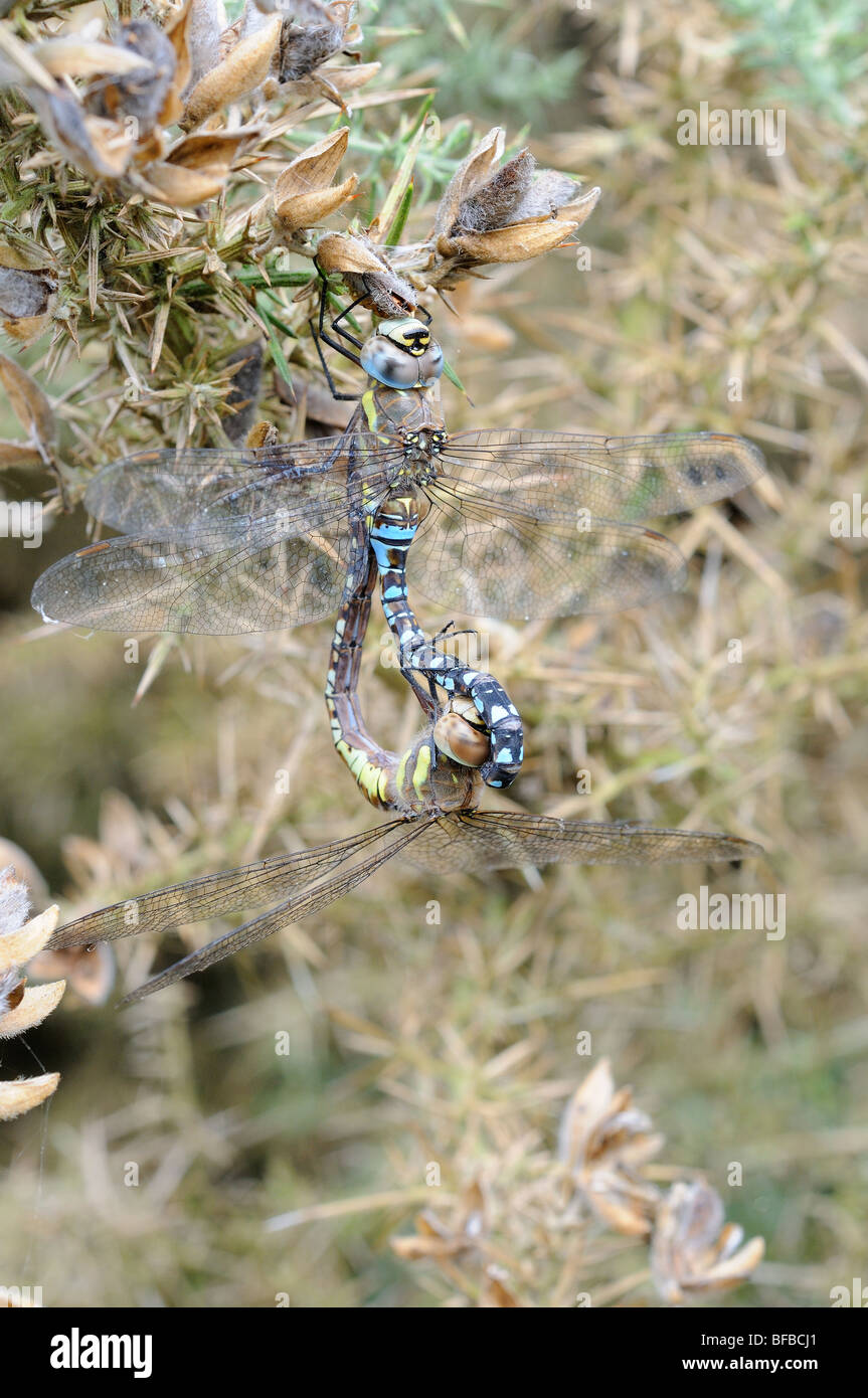 Norfolk hawker dragonflies hi-res stock photography and images - Alamy