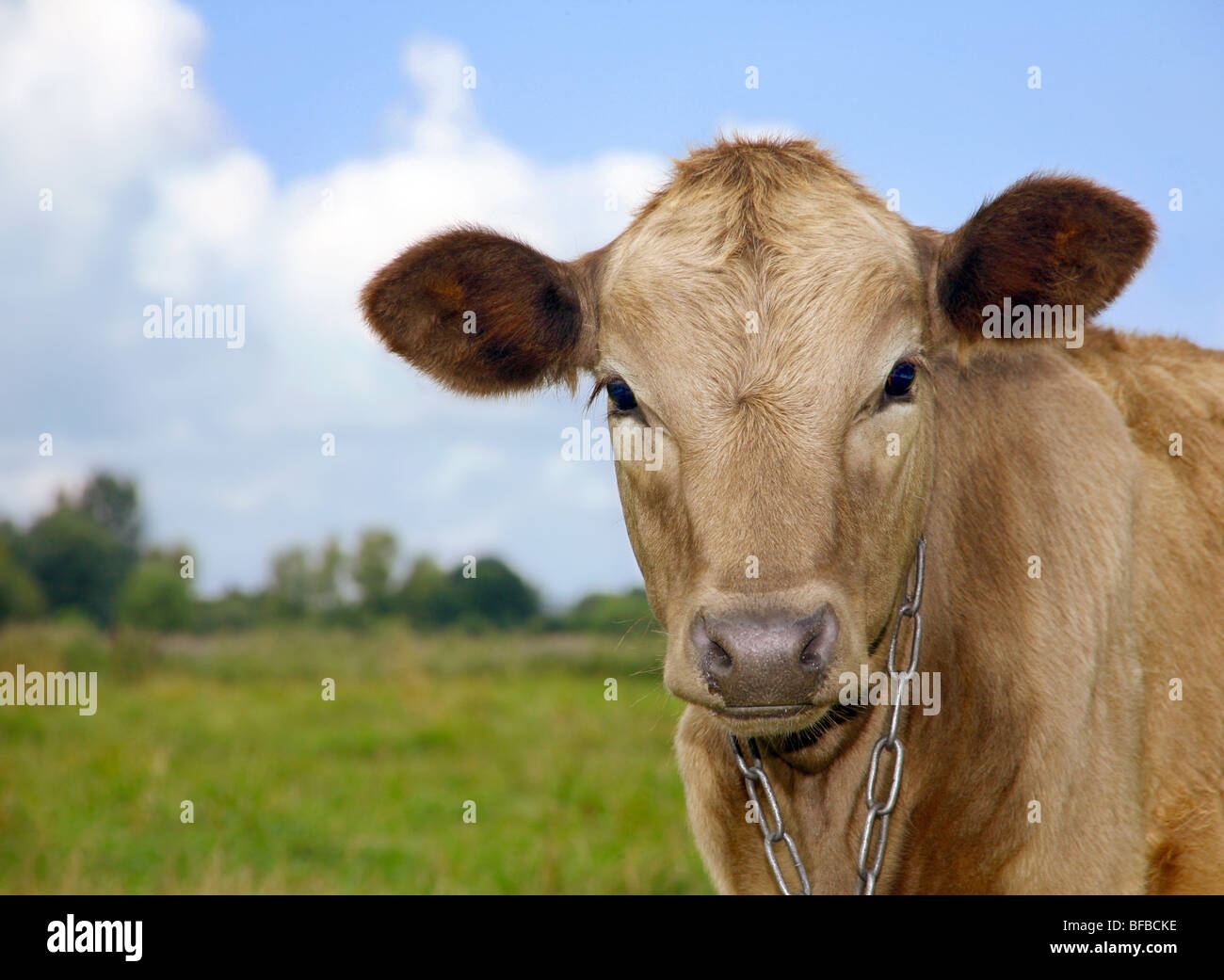 Cow head detail hi-res stock photography and images - Alamy
