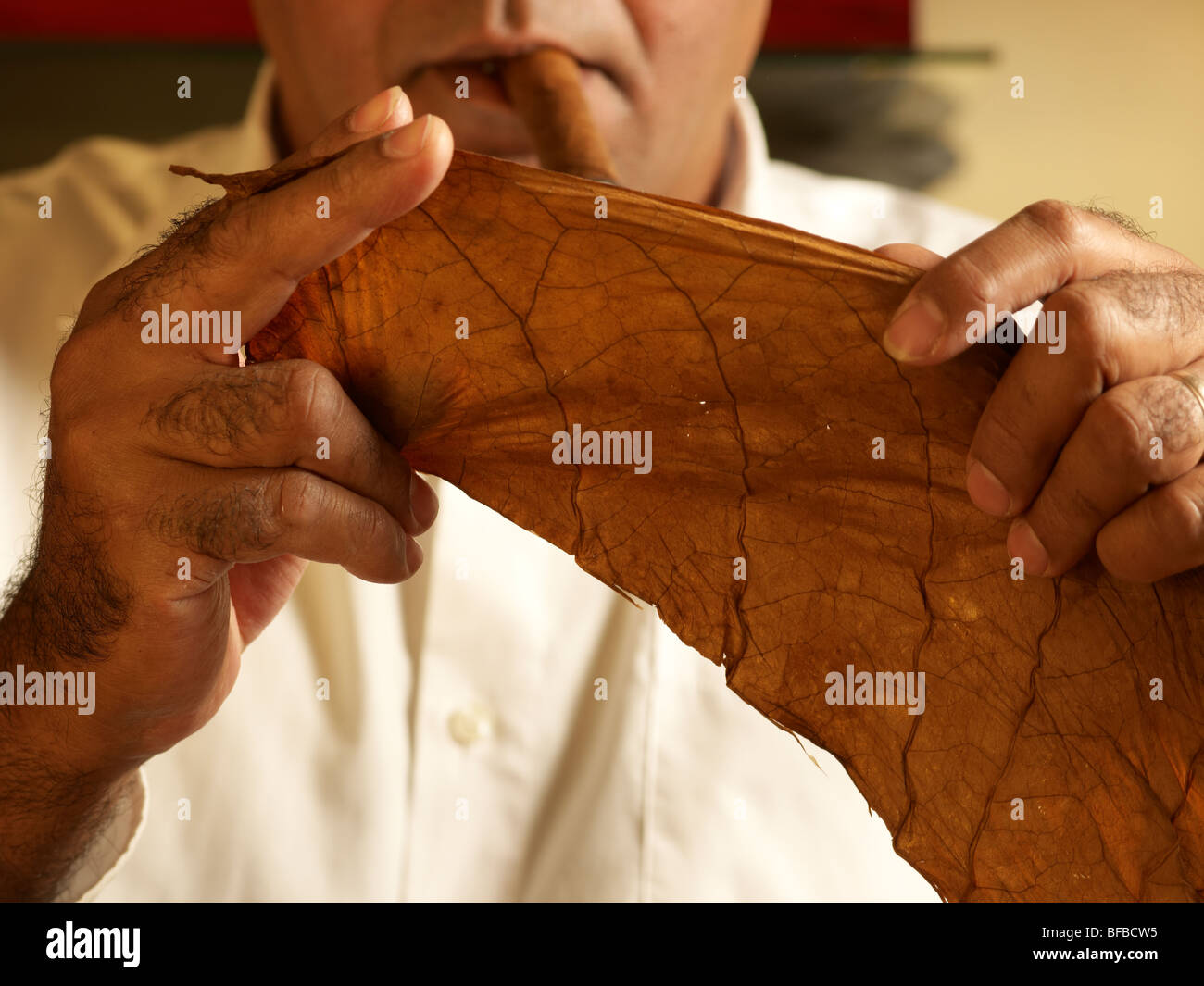 manufacturing process of a cuban cigar Stock Photo - Alamy