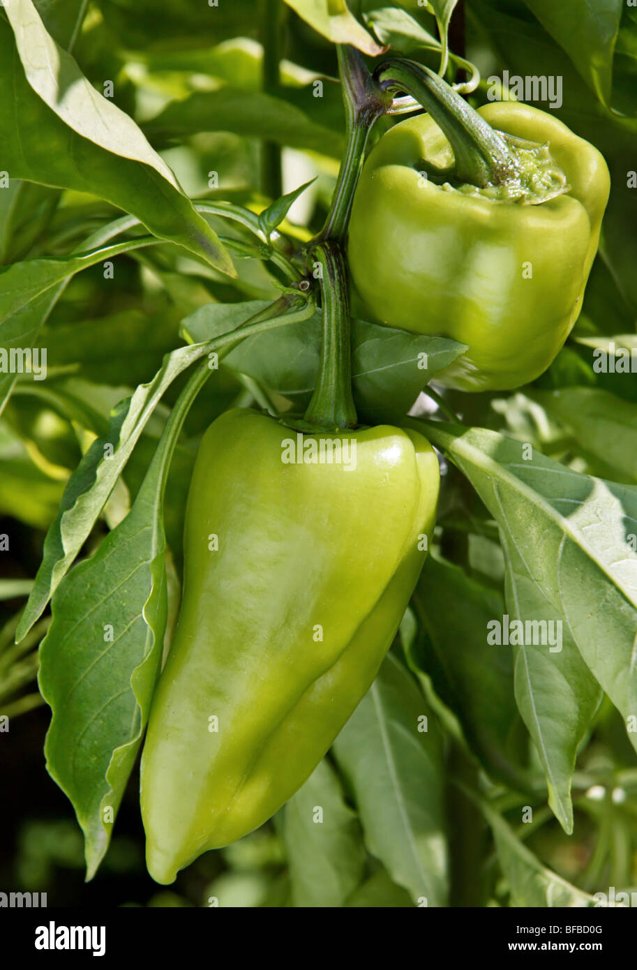 Green pepper vegetable on bunch with leaf Stock Photo - Alamy