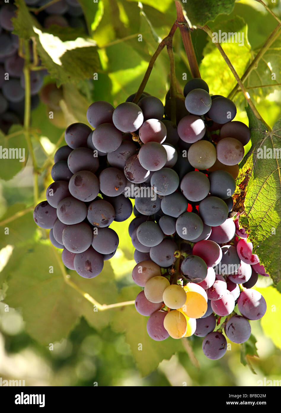 Ripe leaf hi-res stock photography and images - Alamy