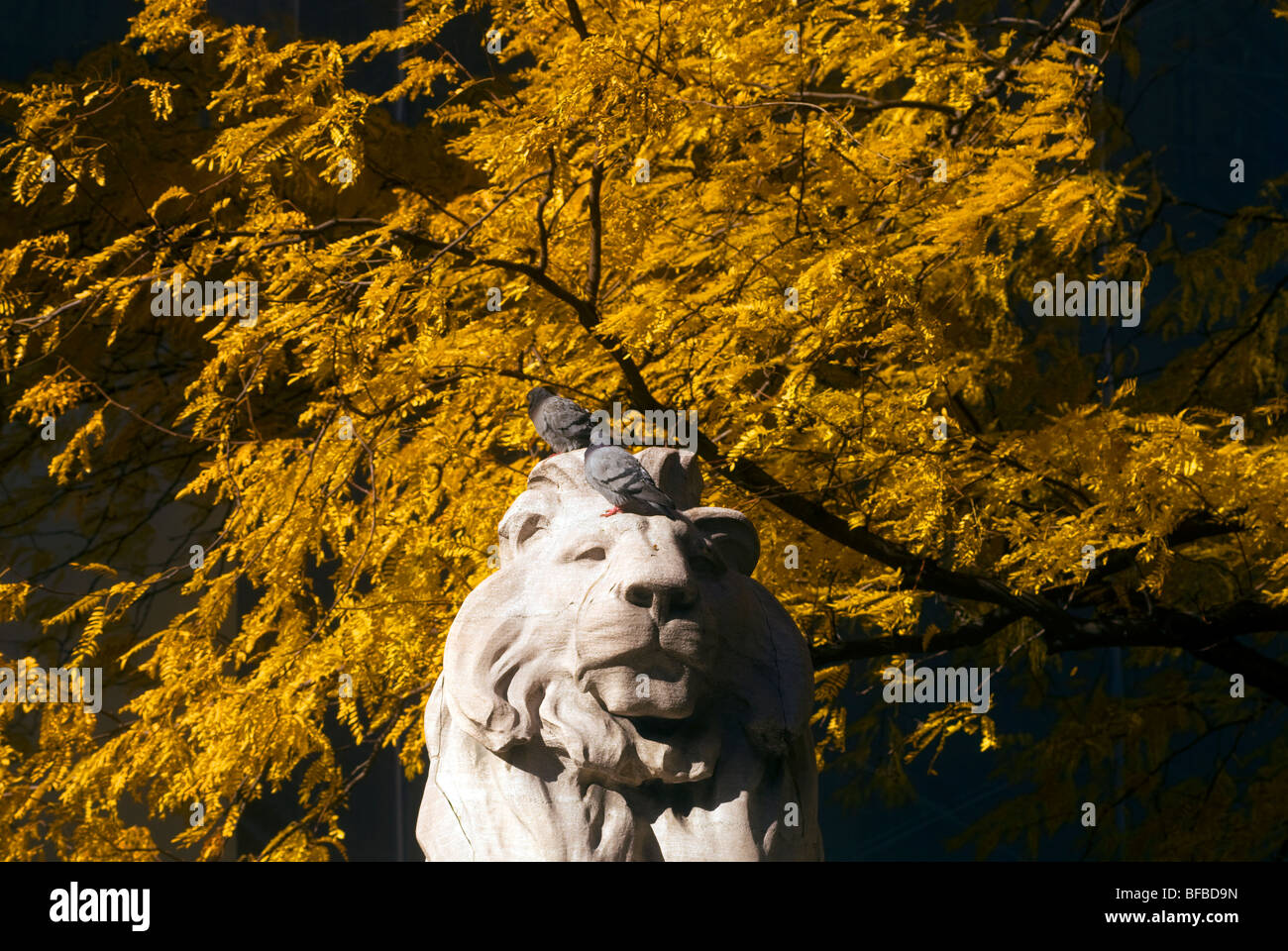 One of the stone lions outside the New York Public Library is visited ...