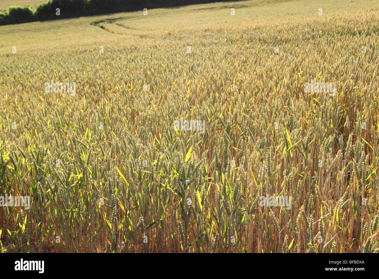 Wheat fields, Berkshire, UK Stock Photo - Alamy