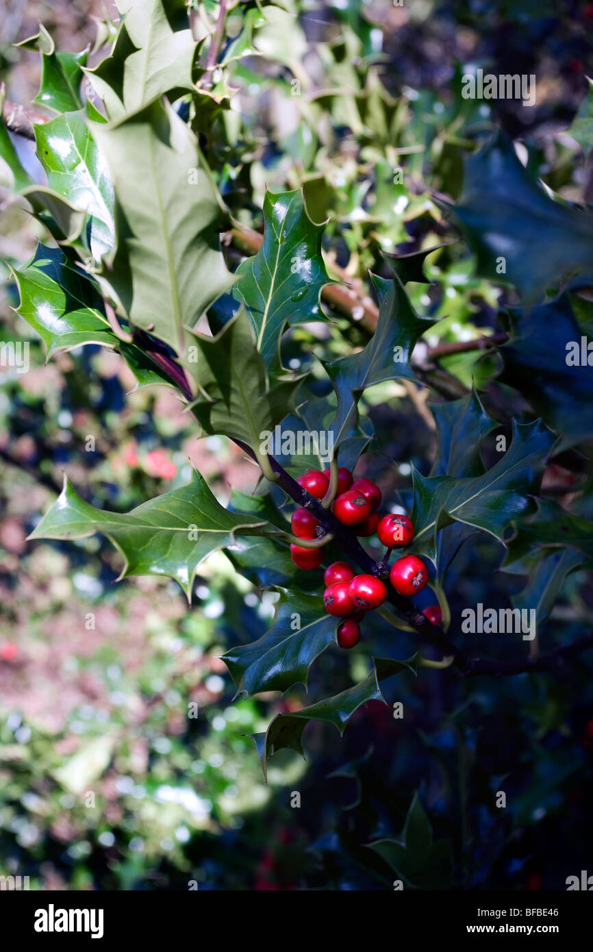 Wild holly bush drenched in late autumn sunshine Stock Photo - Alamy