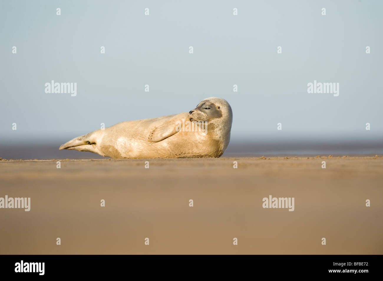 Grey Seal at Donna Nook Stock Photo - Alamy
