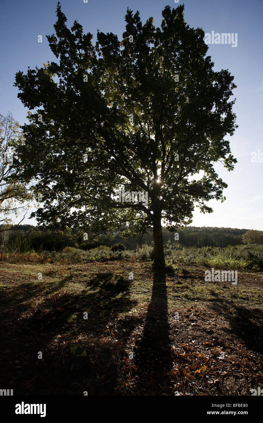 Immature oak tree bathed in late autumn sunshine Stock Photo - Alamy