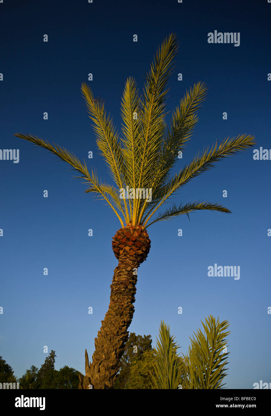 MARRAKESH, MOROCCO - Palm tree Stock Photo - Alamy