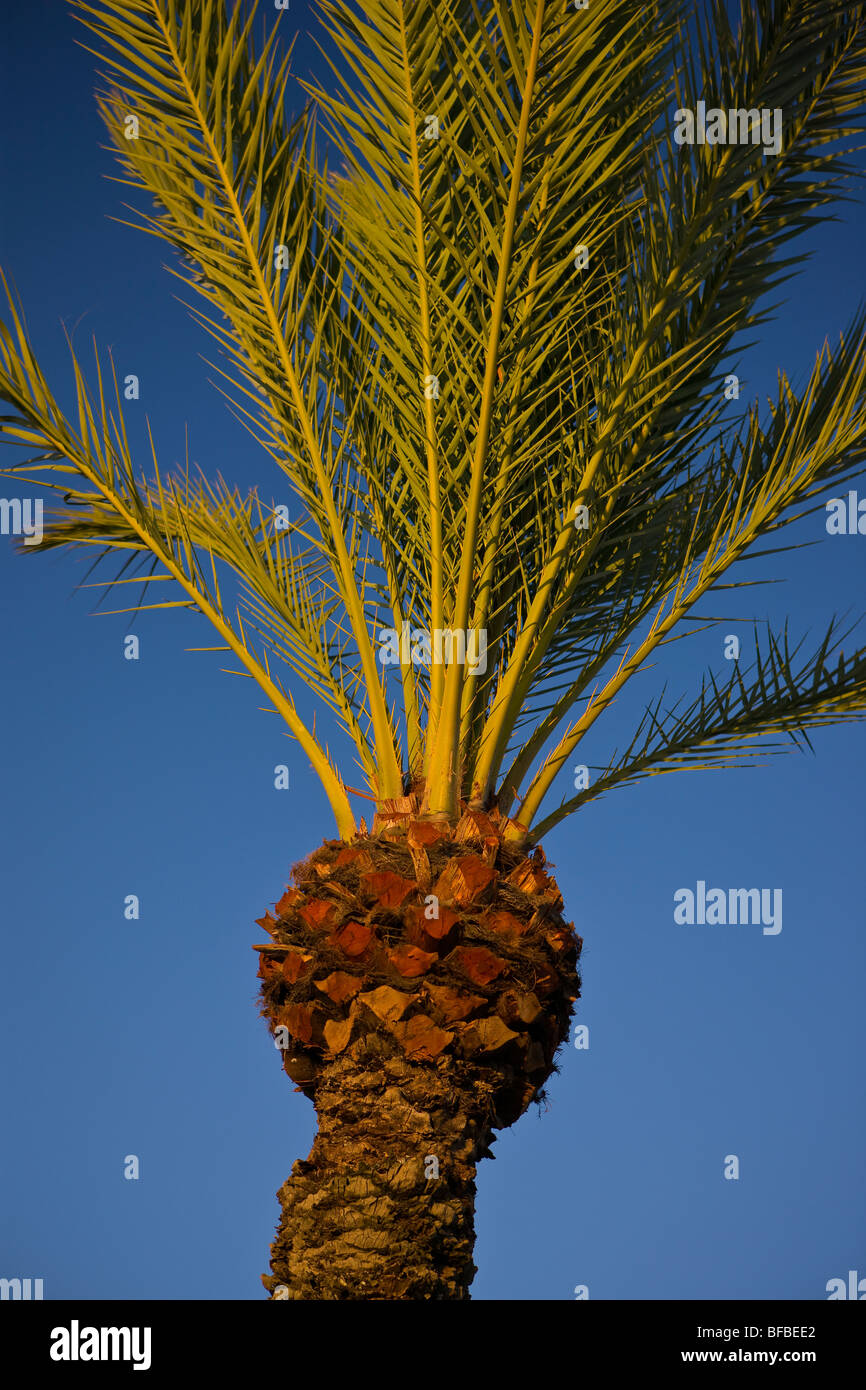 MARRAKESH, MOROCCO - Palm tree Stock Photo - Alamy