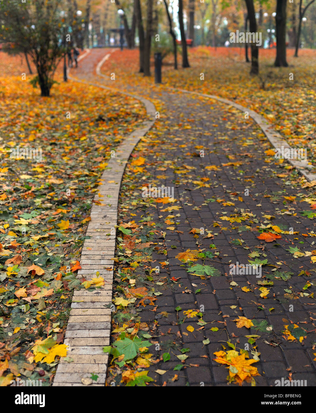 Path in park covered with autumn leaves Stock Photo - Alamy