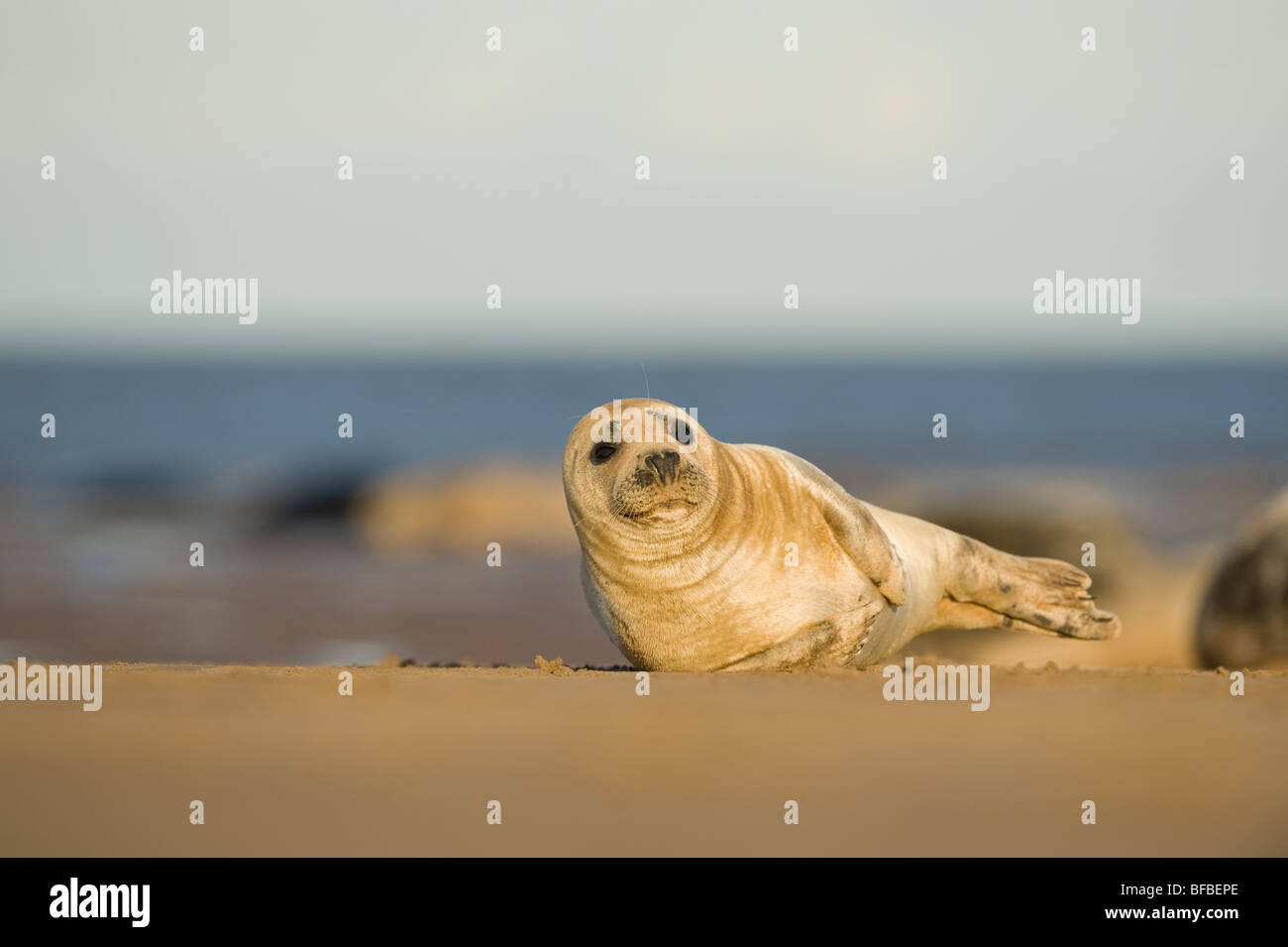 Grey Seal at Donna Nook Stock Photo - Alamy