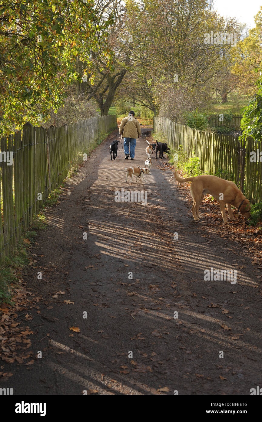 Lady walker her dog hi-res stock photography and images - Alamy