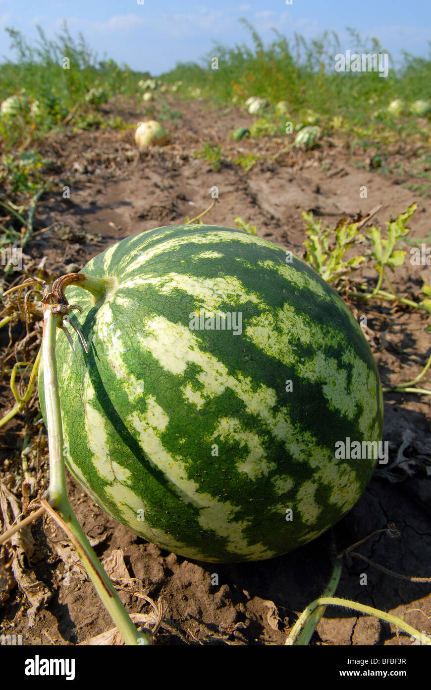 Melon field hi-res stock photography and images - Alamy