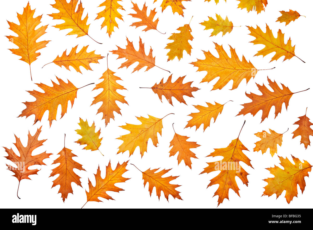 Assortment of leaves, isolated on white background Stock Photo - Alamy