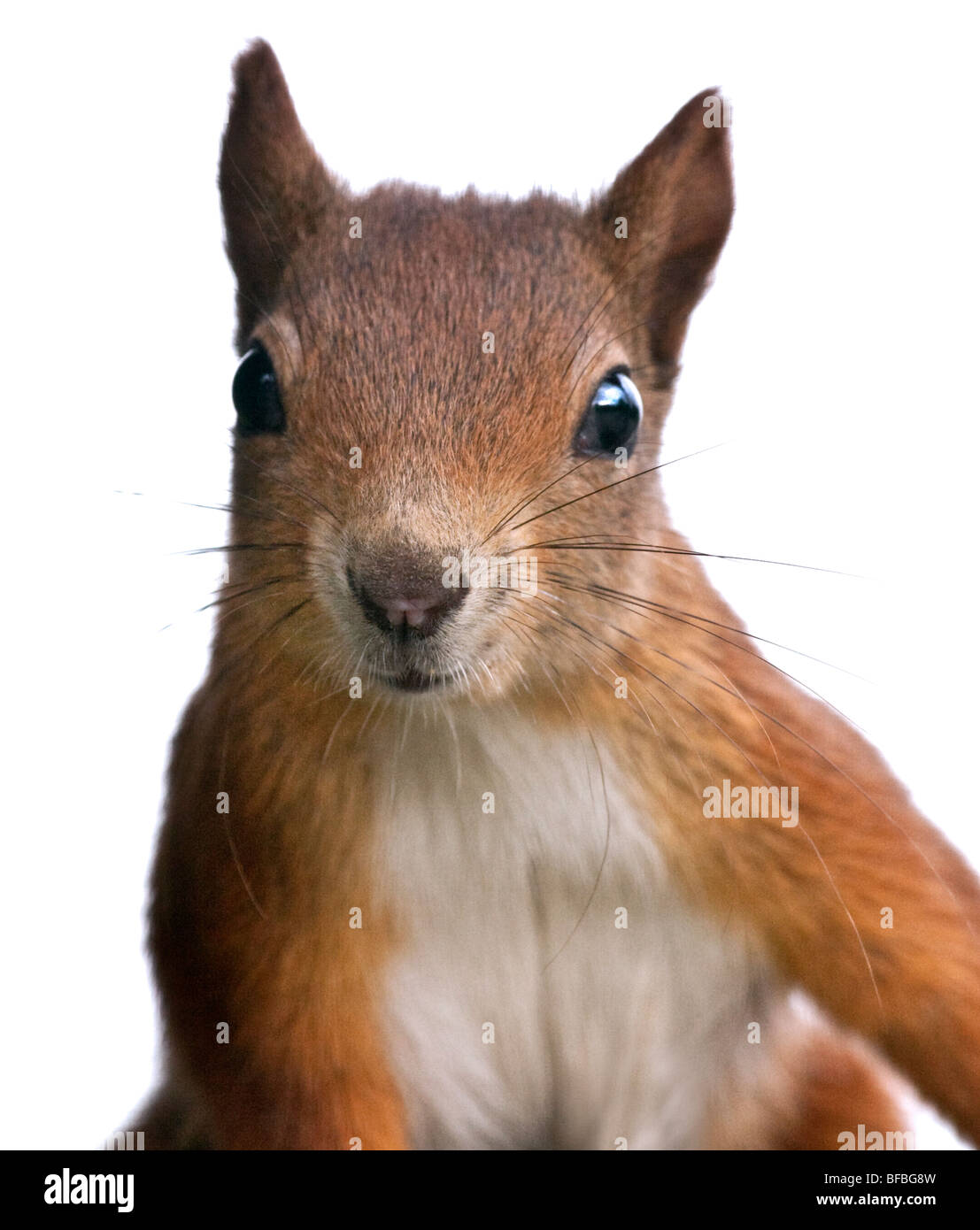 European Red Squirrel (sciurus vulgaris Stock Photo - Alamy