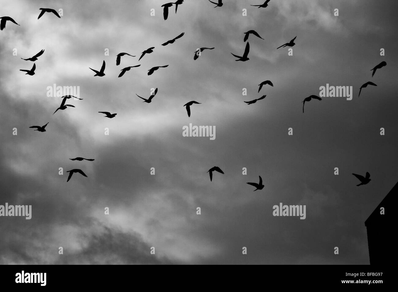 Flying birds against a cloudy dark sky Stock Photo - Alamy