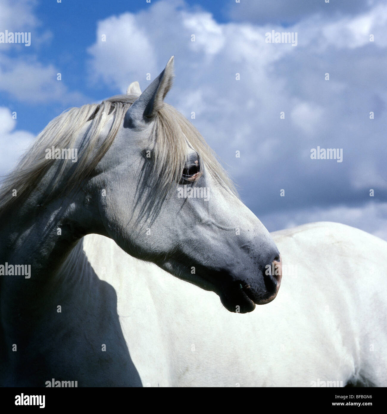Connemara pony looking back Stock Photo - Alamy