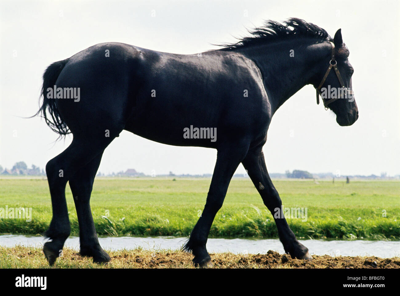 side view of Friesian yearling walking by drainage ditch in Holland ...