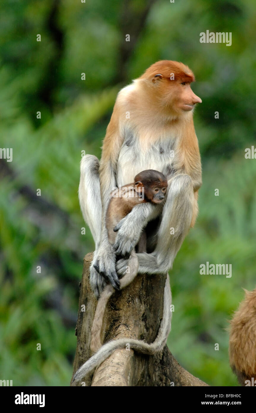 Proboscis monkeys hi-res stock photography and images - Alamy