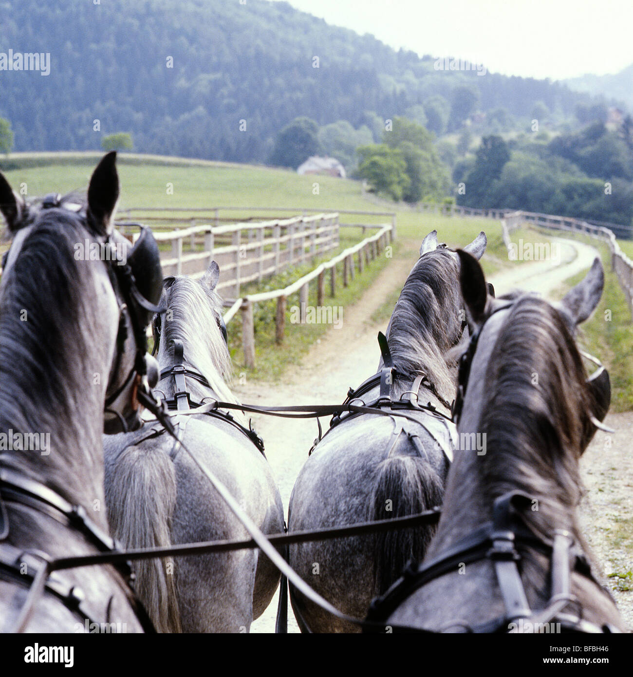 Lipizzaners, four in hand, from driver's viewpoint, at Piber Stock ...