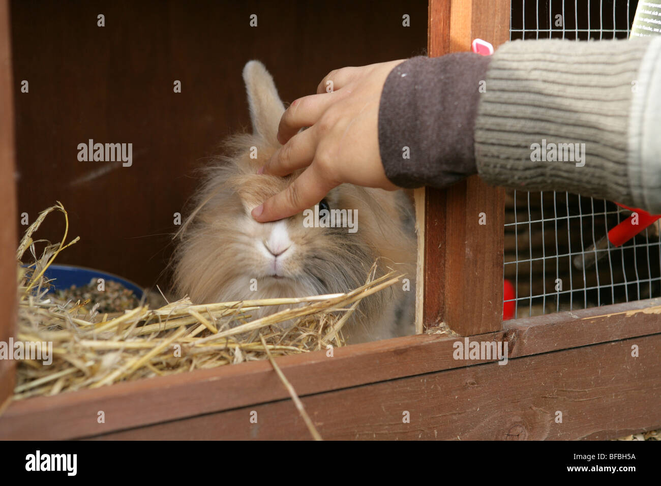 Rabbit Lionhead female in hutch Garden Stock Photo - Alamy