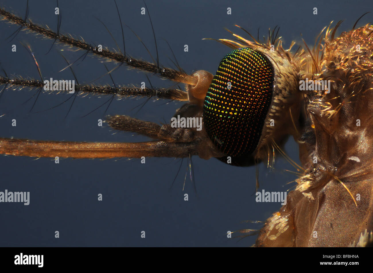 Blue compound eyes hi-res stock photography and images - Alamy