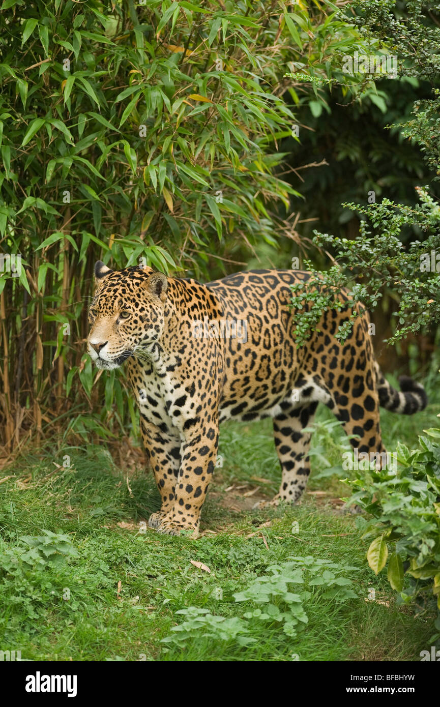 Chester zoo jaguar hi-res stock photography and images - Alamy