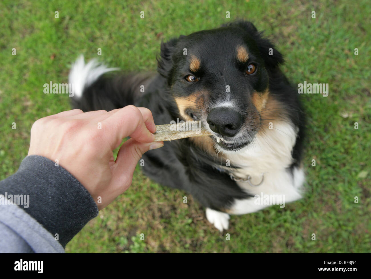 Border collie cross dog Single adult male with treat Park, Gosport, Uk ...