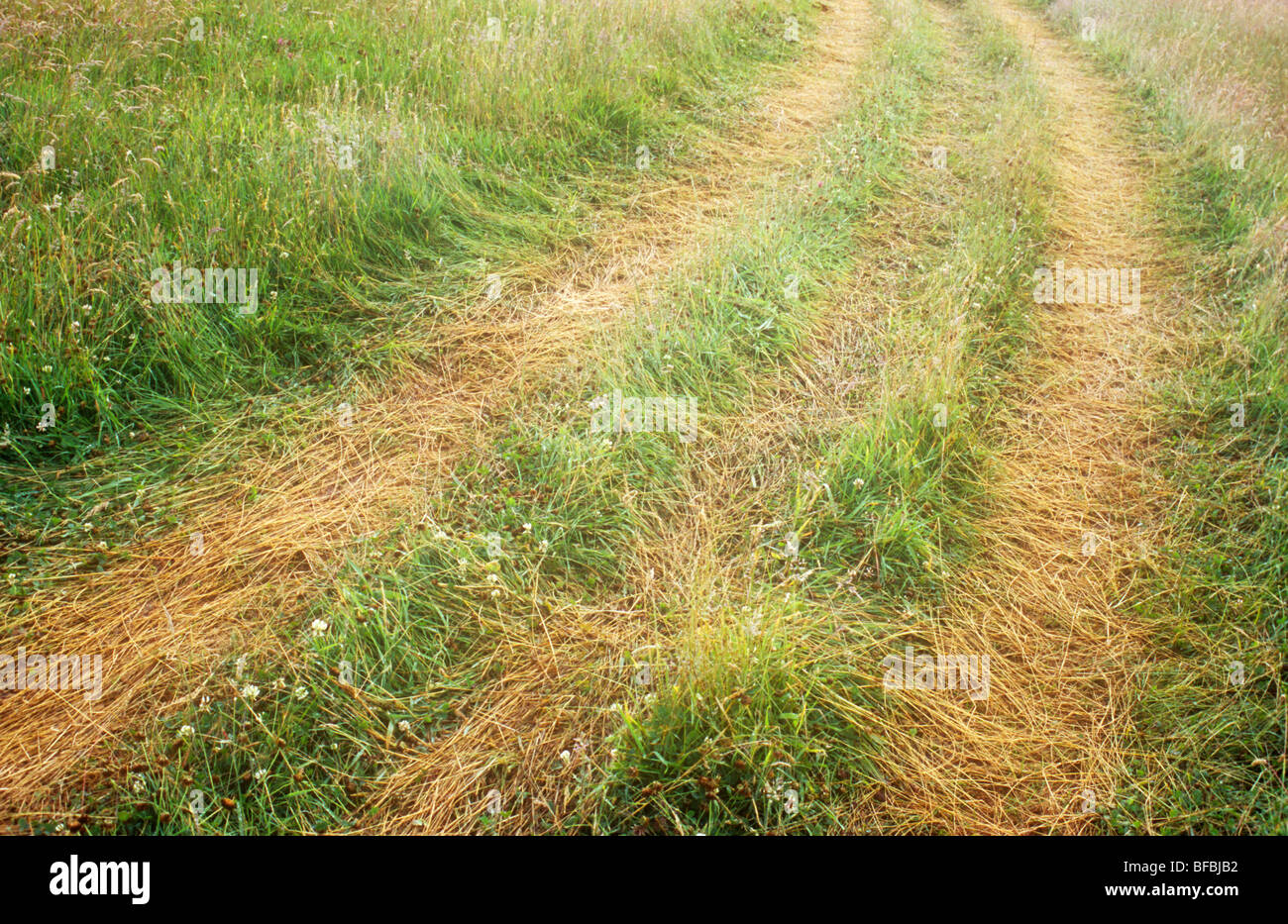 Track of flattened yellow dried grass bending through pasture of long ...