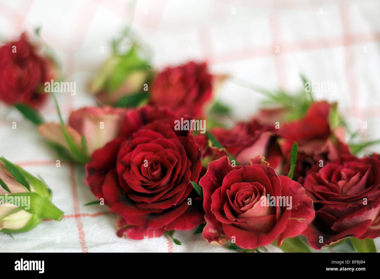 Red Roses in the kitchen Stock Photo - Alamy