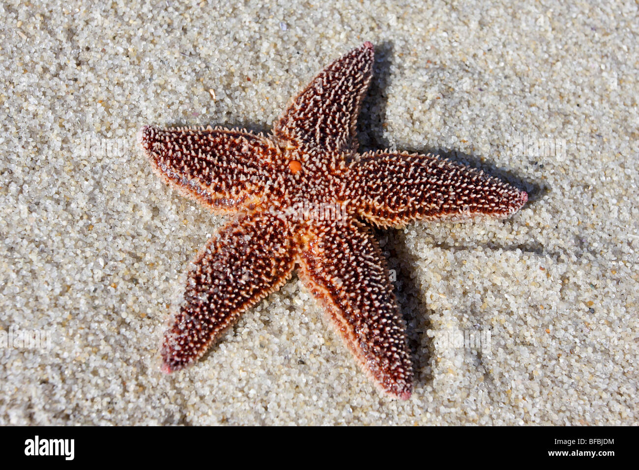 Starfish Stranded On Beach High Resolution Stock Photography and Images ...