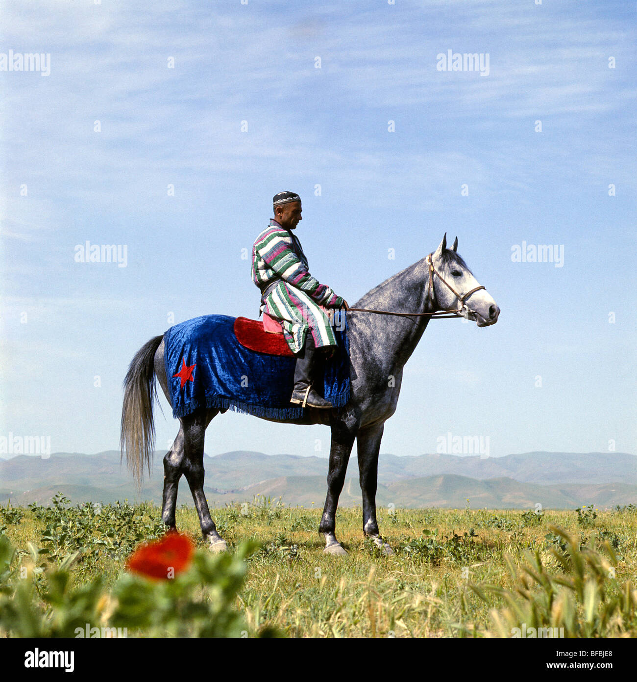 Grey stallion horse rider riding hi-res stock photography and images ...