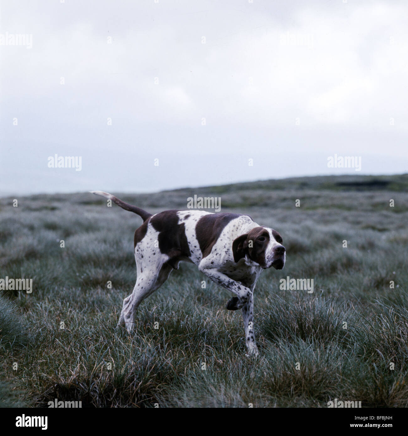 English Pointer High Resolution Stock Photography and Images - Alamy