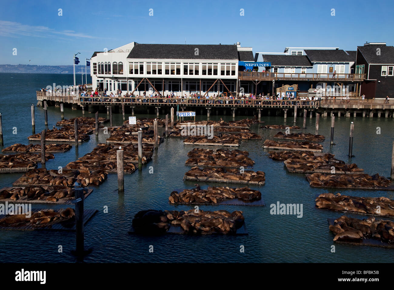 san francisco pier 39 harbor seals Stock Photo - Alamy san francisco pier 39 harbor seals Stock Photo - Alamy