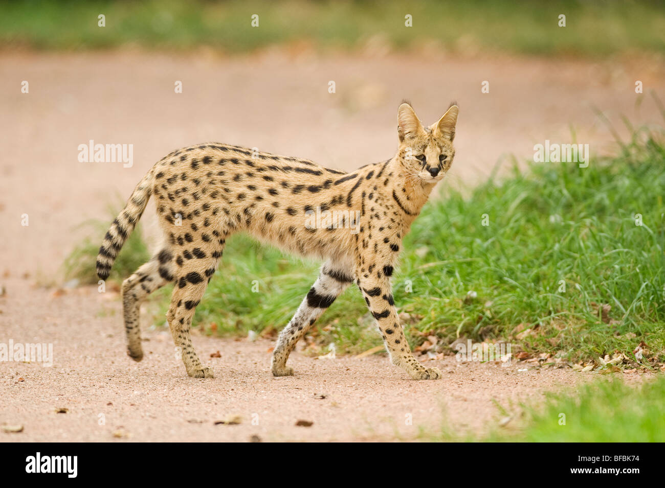 Serval (Leptailurus serval) captive Stock Photo - Alamy