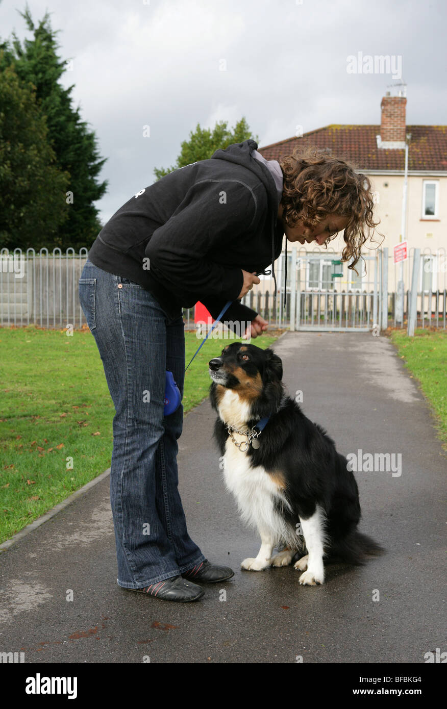 Full Grown Collie