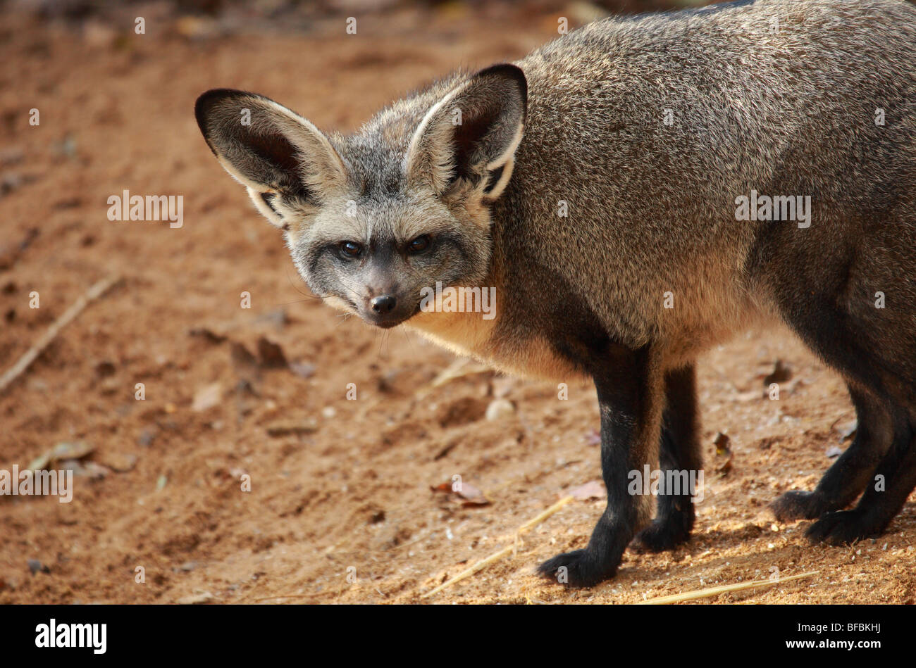 Anthro Fox Huge Ears