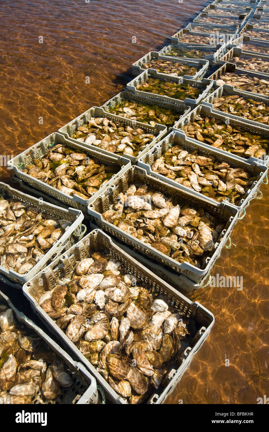 Malpeque bay hi-res stock photography and images - Alamy