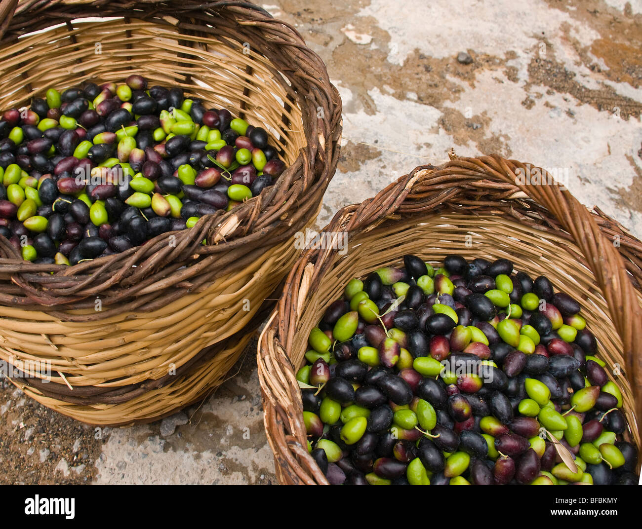 Freshly harvested Kalamata olives, from Kardamyli, Messinia ...